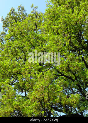 Turkey oak or Austrian oak, Zerreiche, Quercus cerris, csertölgy Stock ...