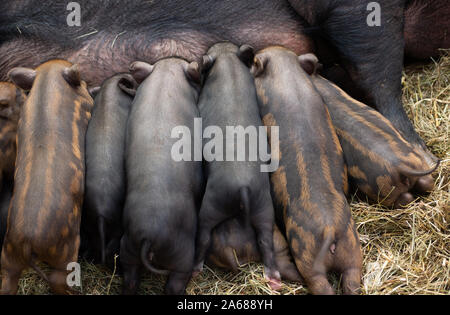 Brood of mini pigs. Many little black and brown striped piglets being ...