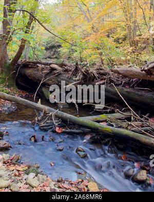 Dead tree over small rippling stream long exposure shot. Long exposure ...