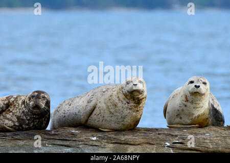 Three seals resting in the sun on tidal flat or sandbank during low ...
