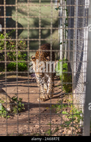 Sad leopard in zoo cage Stock Photo - Alamy