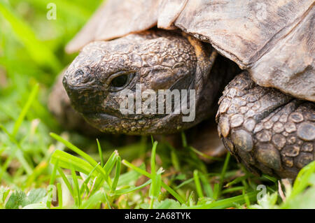 Close up of Tortoise putting head out of shell Stock Photo - Alamy