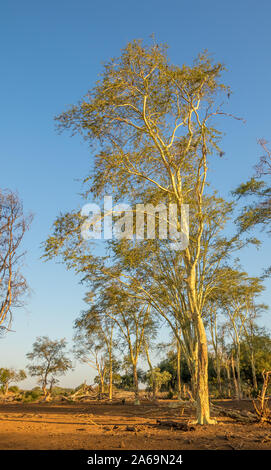 Fever Tree Forest in The Makuleke Contract Park, Northern Kruger, South ...