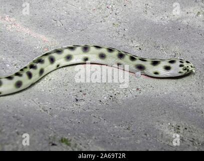 A Spotted Snake Eel (Ophichthus ophis) in the Red Sea, Egypt Stock ...