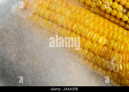 moldy corn in the plate Stock Photo - Alamy