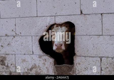 Art portret. Amazing portrait of a cow looking through a hole in the ...
