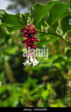 Colorful flower on Sao Miguel island, Azores archipelago, Portugal ...