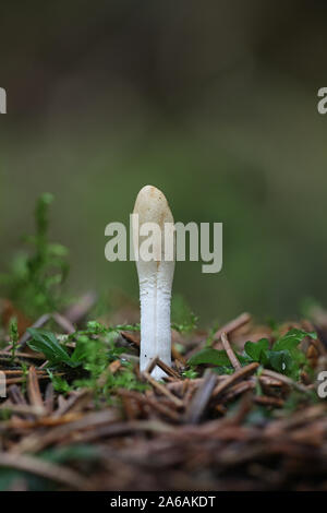 White buff fungi (Trichoderma leucopus Stock Photo - Alamy