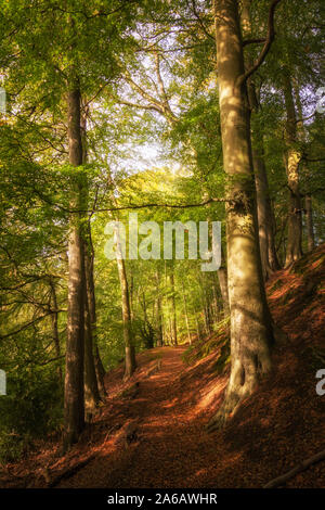 Minnowburn Belfast Northern Ireland ,Trees Autumn Stock Photo - Alamy
