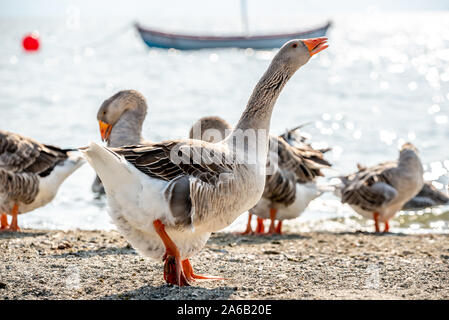 Lake Volvi, near Olympiada, Chalkidiki, Greece Stock Photo - Alamy