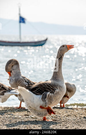 Lake Volvi, near Olympiada, Chalkidiki, Greece Stock Photo - Alamy