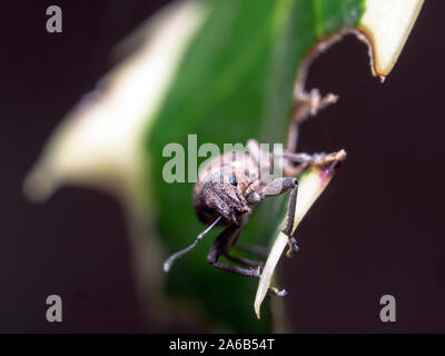 Clay-coloured Weevil - Otiorhynchus singularis Stock Photo - Alamy
