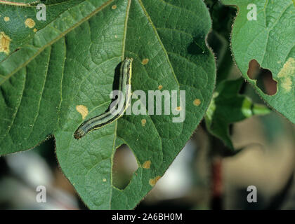 Lesser armyworm Spodoptera exigua caterpillar on a cotton flower Stock ...