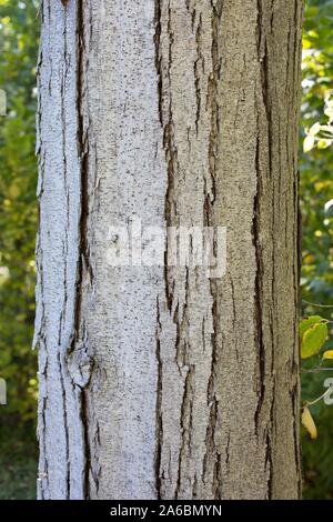 Chinese mahogany (Toona sinensis), bark Stock Photo - Alamy