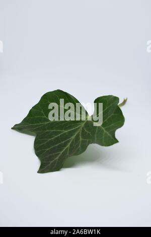 Single ivy leaf on a white background Stock Photo - Alamy