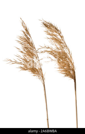Common Reed (phragmites australis) seed head Stock Photo - Alamy