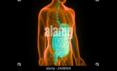 Human digestive system x-ray. Organs of the gastrointestinal tract 3D ...