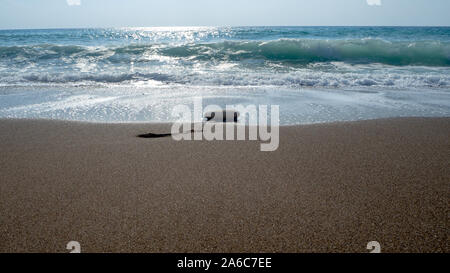 Signed sea green turtle nest on Lara Bay Turtle Beach , Akamas, Cyprus ...