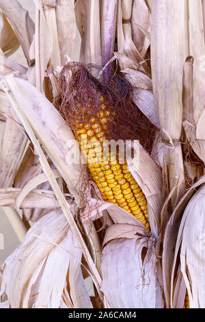 Closeup corn on the stalk in the corn field Stock Photo - Alamy