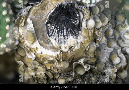 Macro photographie with 90 mm prime lens Stock Photo - Alamy