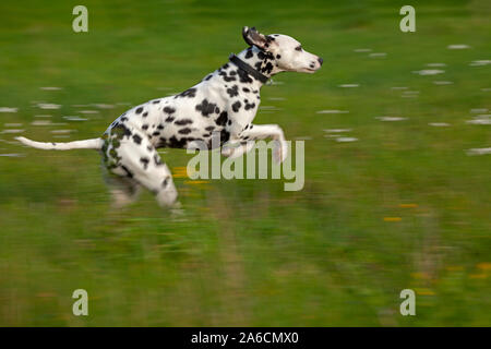 A Dalmatian is running across a meadow Stock Photo - Alamy