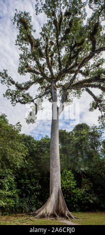 Kapok Tree (Ceiba pentandra) with buttress roots in the rainforest of ...
