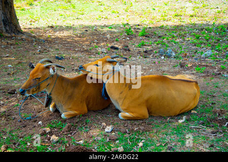 The Bali cattle (Bos javanicus domesticus) also known as Balinese ...
