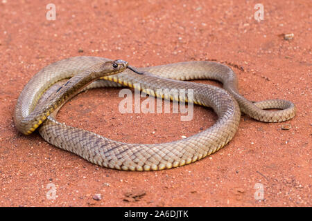 Strap-snouted Brown Snake flickering it's tongue Stock Photo - Alamy