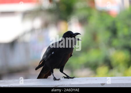 Closeup shot of a black raven perched on a chair in a backyard Stock ...