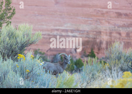 Wild bighorn sheep in Cascade mountains Stock Photo - Alamy