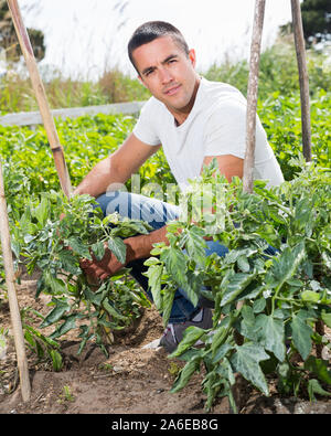 Male supervising growth of tomatoes plants in garden Stock Photo - Alamy