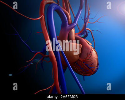 Side view of the heart anatomy and its coronary blood vessels Stock ...