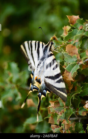 Spanish Swallowtail butterfly in Parc Guell Barcelona Stock Photo - Alamy