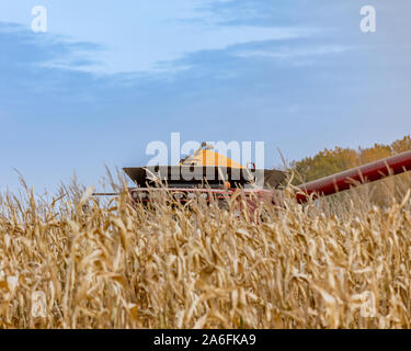 combine grain hopper full of corn kernels. Corn crop harvest season ...