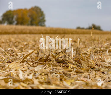 Agriculture - Corn stubble and debris in the foreground with standing ...