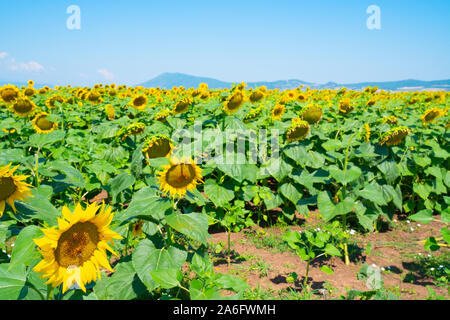 Fields of sunflowers on Greece's countryside fertile cropping plains ...