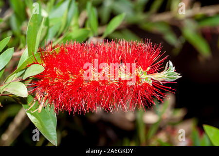 A bright red Kahili flower (Grevillea Banksii) Proteaceae family aka ...
