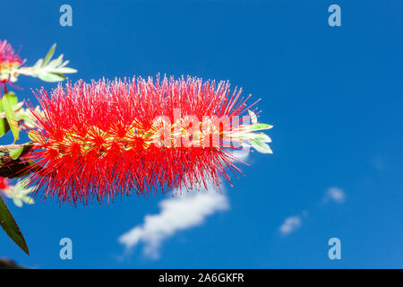 A bright red Kahili flower (Grevillea Banksii) Proteaceae family aka ...
