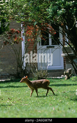 Muntjac, Muntiacus reevesi, single young female mammal on grass ...