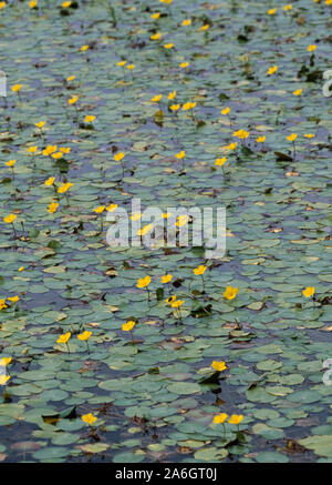 Nymphoides peltata, Fringed Waterlily Stock Photo - Alamy