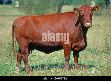Pedigree Lincoln Red Cattle Stock Photo - Alamy