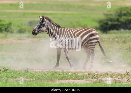 Zebra, Equus quagga, shakes, Masai Mara National Reserve, Kenya, Africa ...
