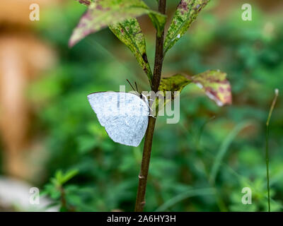 An angled sunbeam butterfly, curetis acuta, rests on the side of a ...