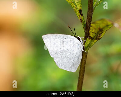 An angled sunbeam butterfly, curetis acuta, rests on the side of a ...