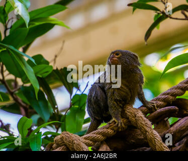 Pygmy Marmoset (Cebuella pygmaea) world's smallest primate on a tree ...