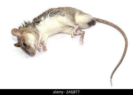 Corpse of a dead mouse laying on the street Stock Photo - Alamy