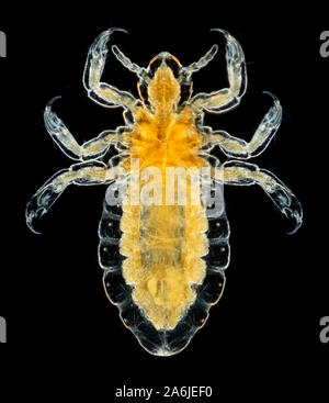Human body louse (Pediculus humanus corporis), light micrograph. This ...