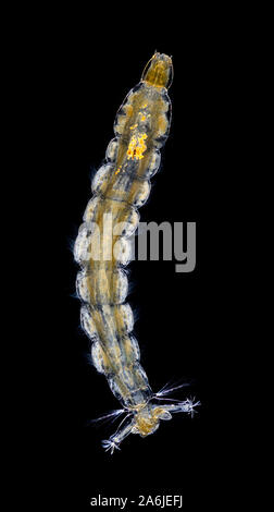 winter gnat, winter crane fly (Trichocera annulata), portrait, lateral ...