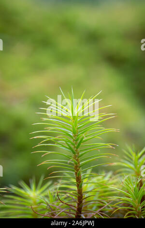 Bog Haircap Moss (Polytrichum strictum Stock Photo - Alamy