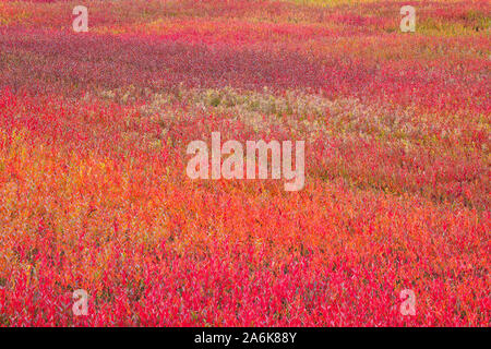 Blueberry Hillside in Franklin, Hancock County, Maine, USA Stock Photo ...